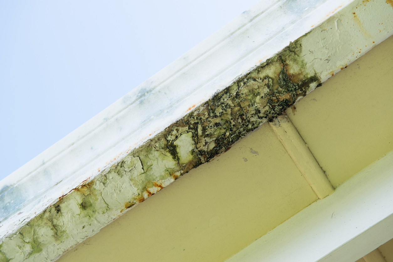 How Often Should You Clean Your Gutters? | Shack Shine